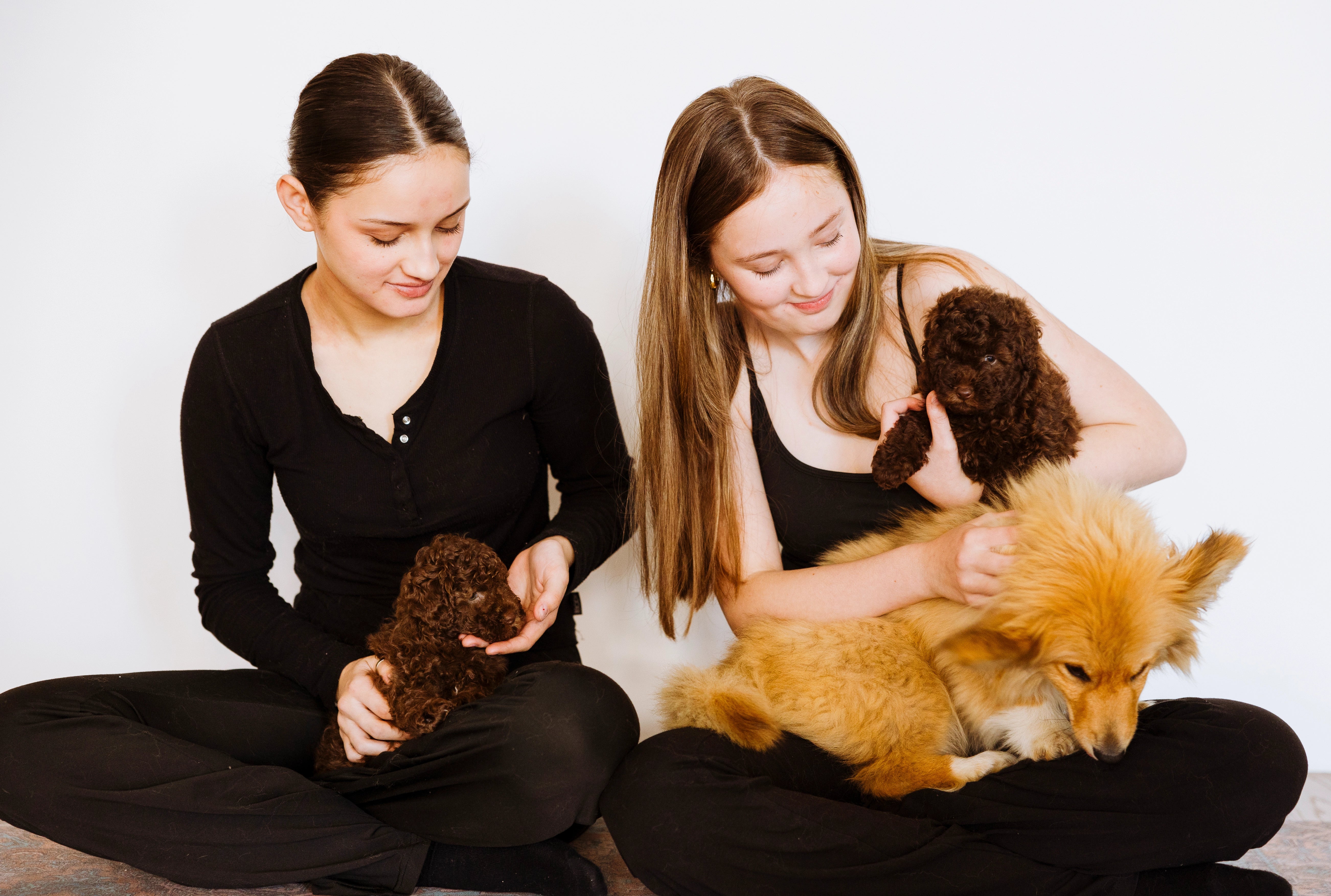 Puppy Yoga & Puppy Therapy Session in Sydney | Puppy Therapy